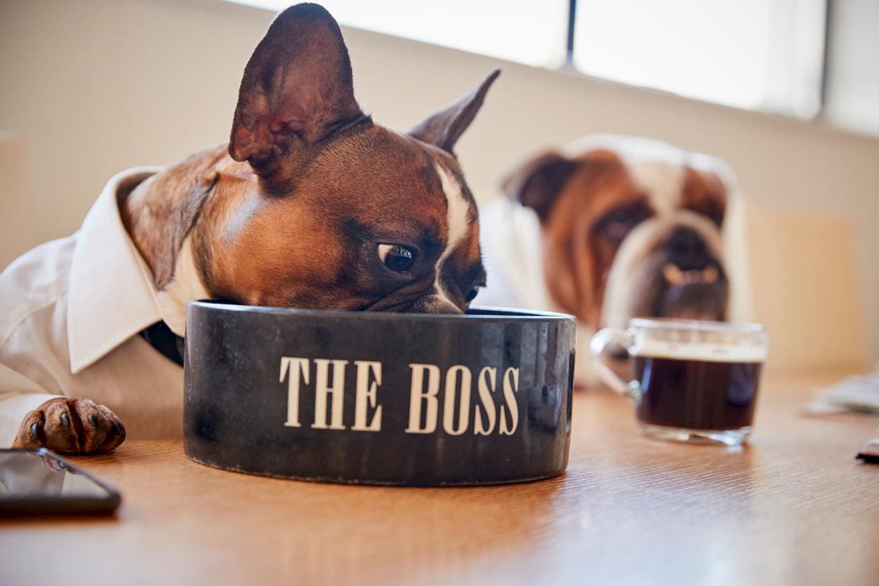 The Ultimate Pros and Cons of Taking Your Dog to Work in Viera