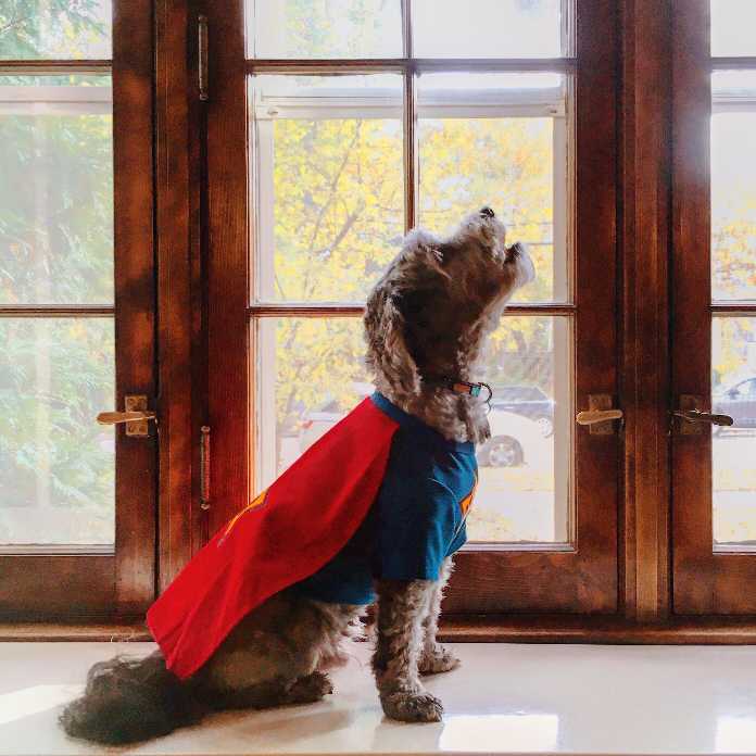 10 Mind-Blowing National Dog Day Facts | Space Coast Pet Services ...