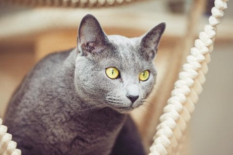 Discover the Russian Blue: Your Ideal Feline Companion