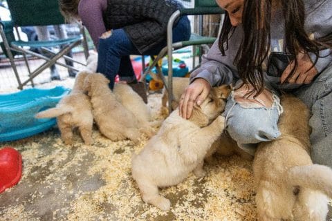 Understanding Littermate Syndrome in Dogs: A Guide