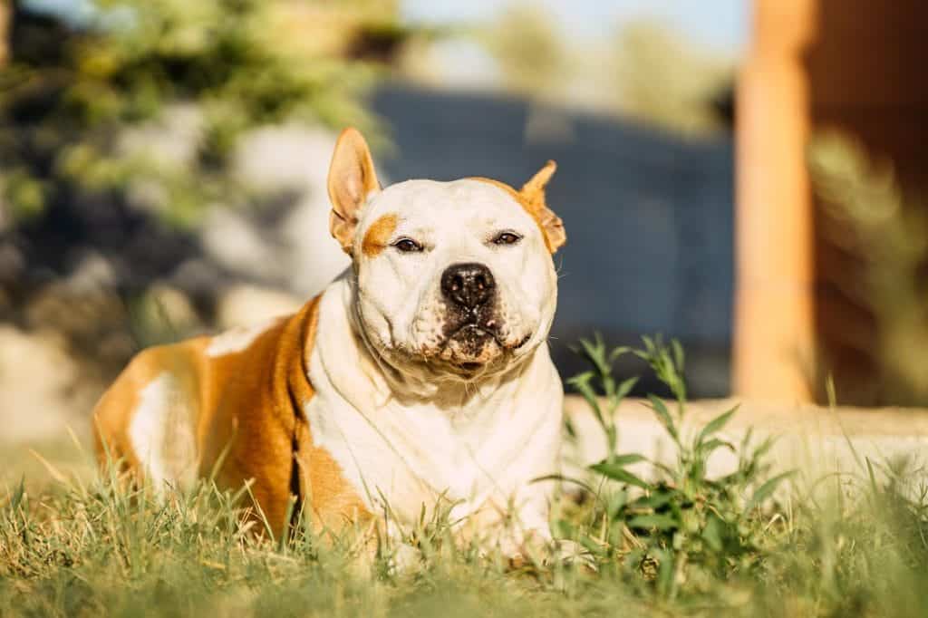 Spotlight On: American Bulldogs - Space Coast Pet Services