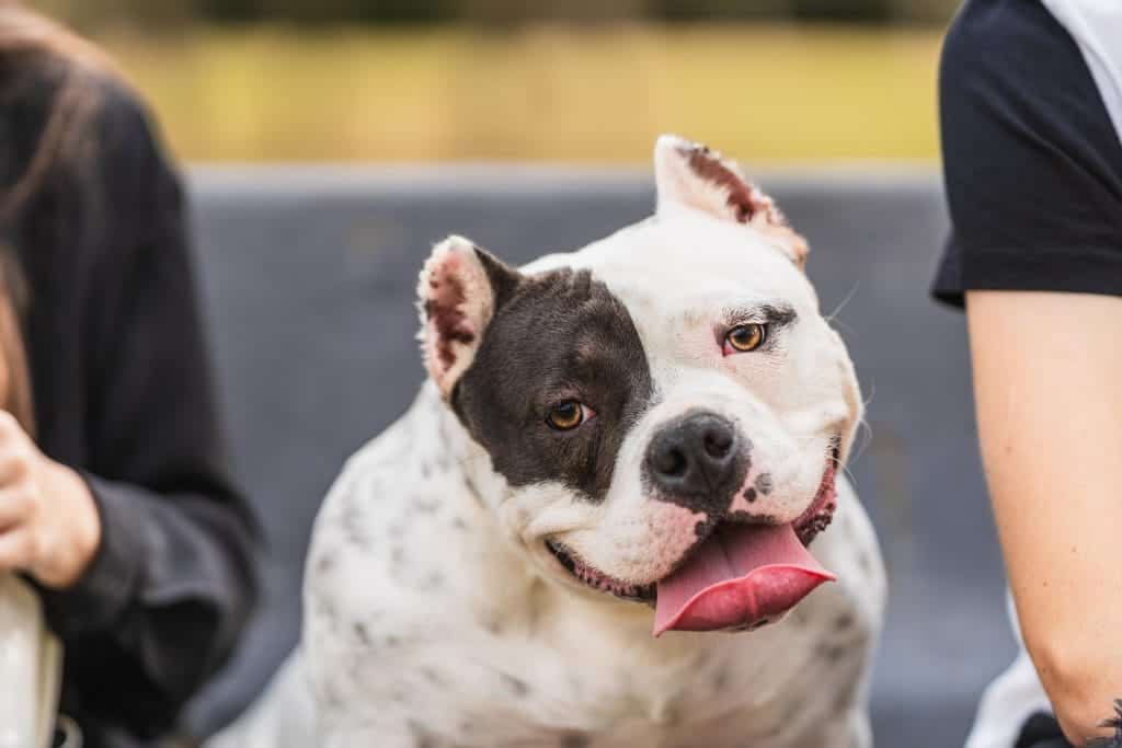 Spotlight On: American Bulldogs | Space Coast Pet Services