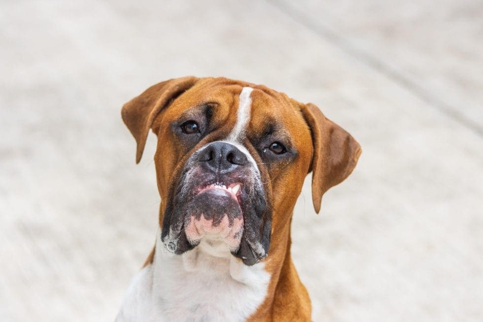 Spotlight On: Boxers | Space Coast Pet Services | Viera Pet Sitting