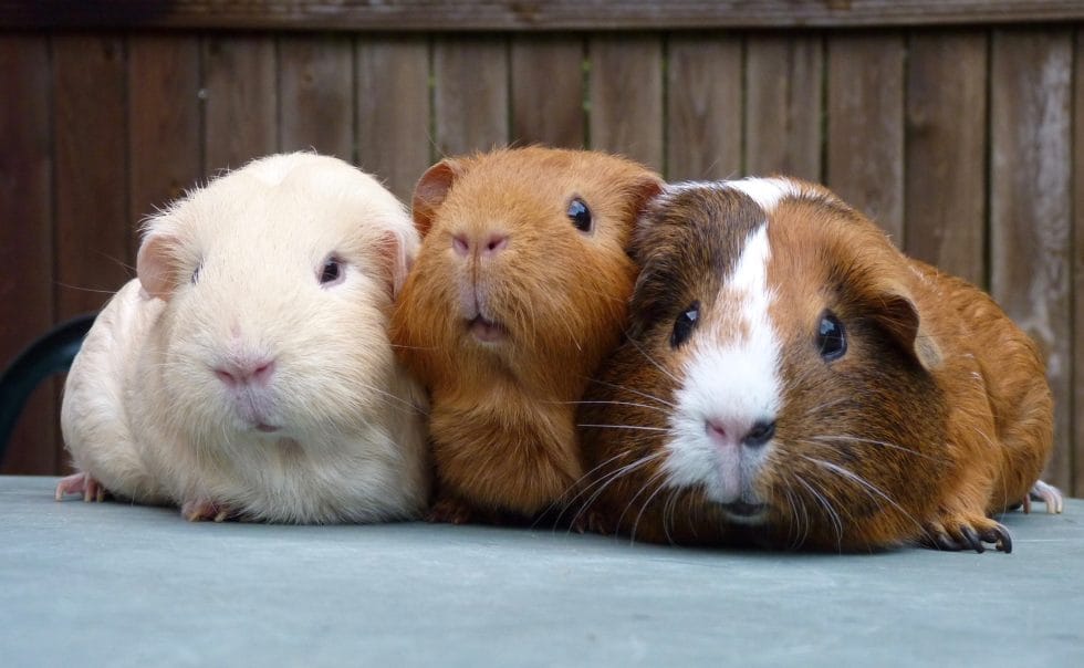 ideal-guinea-pig-habitat-for-small-spaces-in-florida