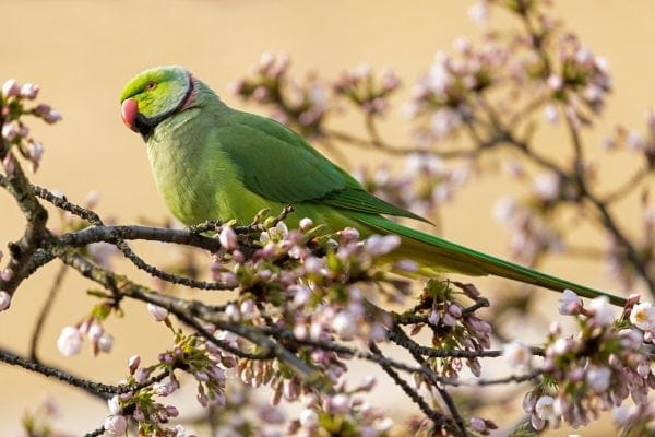 Parakeet Care 101: Must-Know Tips for Happy Bird Families in Viera ...